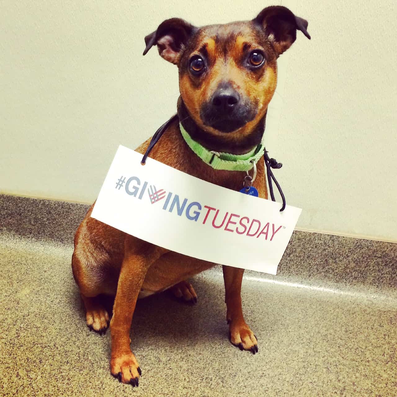 10 Best Products to Support Animal Charities on Giving Tuesday: A Guide ...
