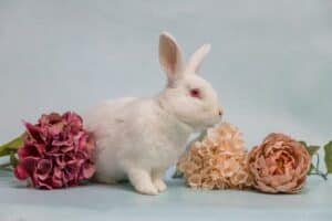 Animal Welfare League of Arlington - All in For Animals