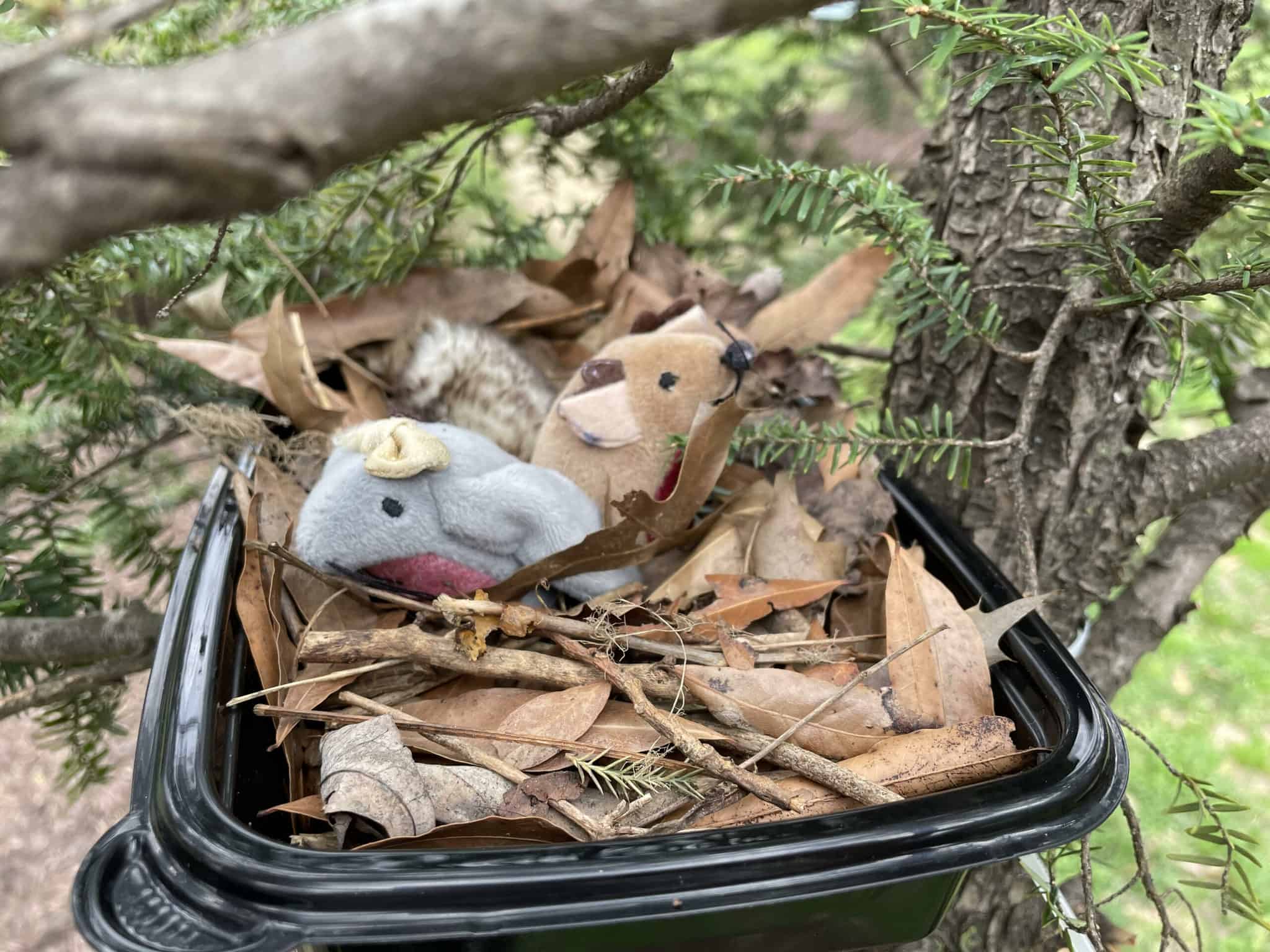 How To Re-Nest Baby Birds - Animal Welfare League of Arlington