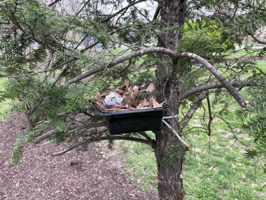 How To Re-Nest Baby Birds - Animal Welfare League of Arlington