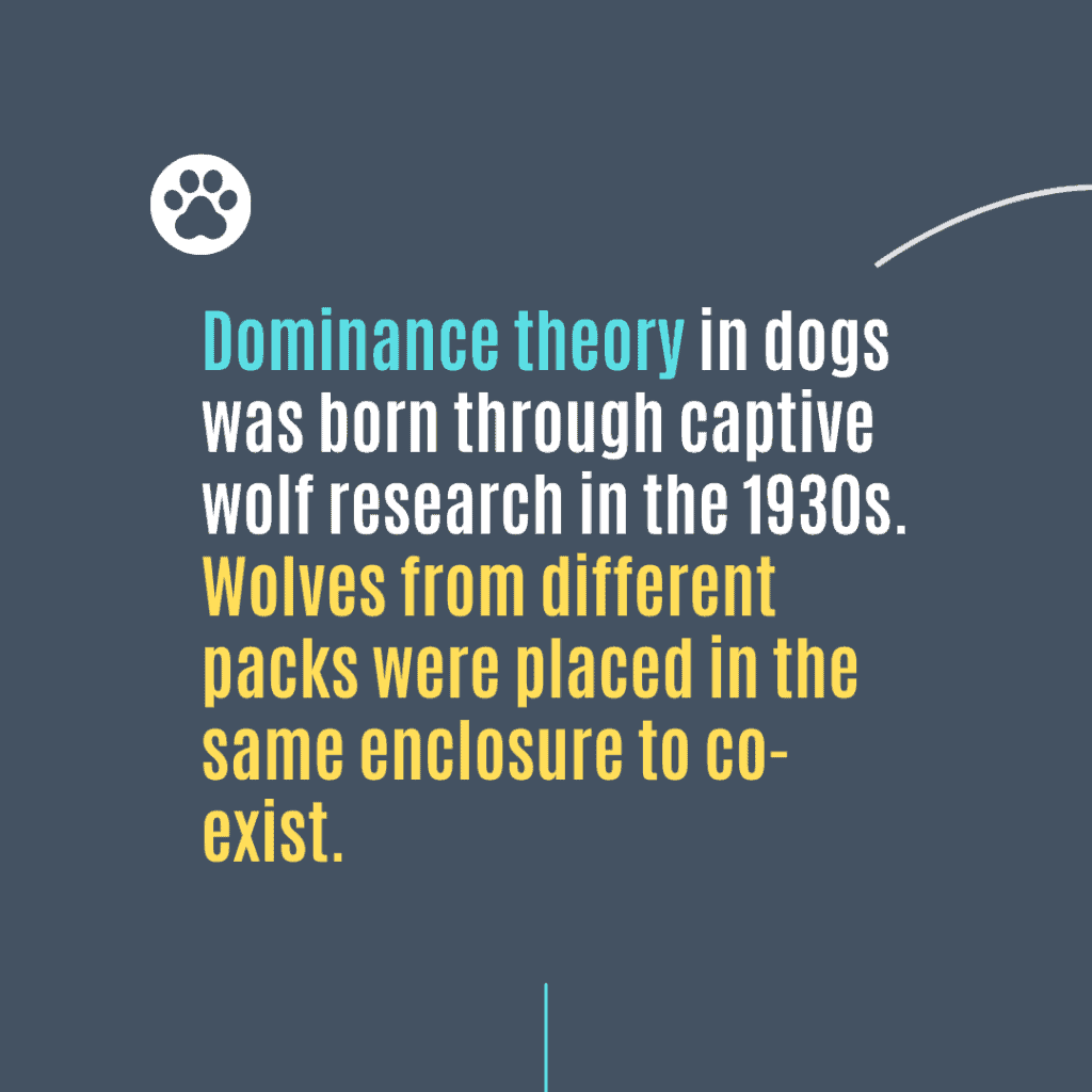 Alpha Dogs & Dominance Theory: Fact or Fiction? - Animal Welfare League ...