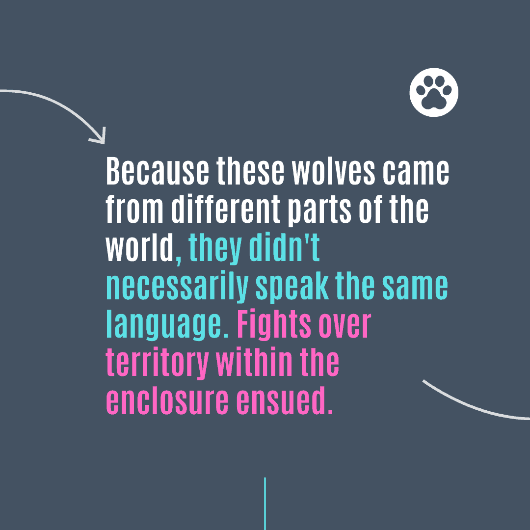Alpha Dogs & Dominance Theory: Fact or Fiction? - Animal Welfare League ...