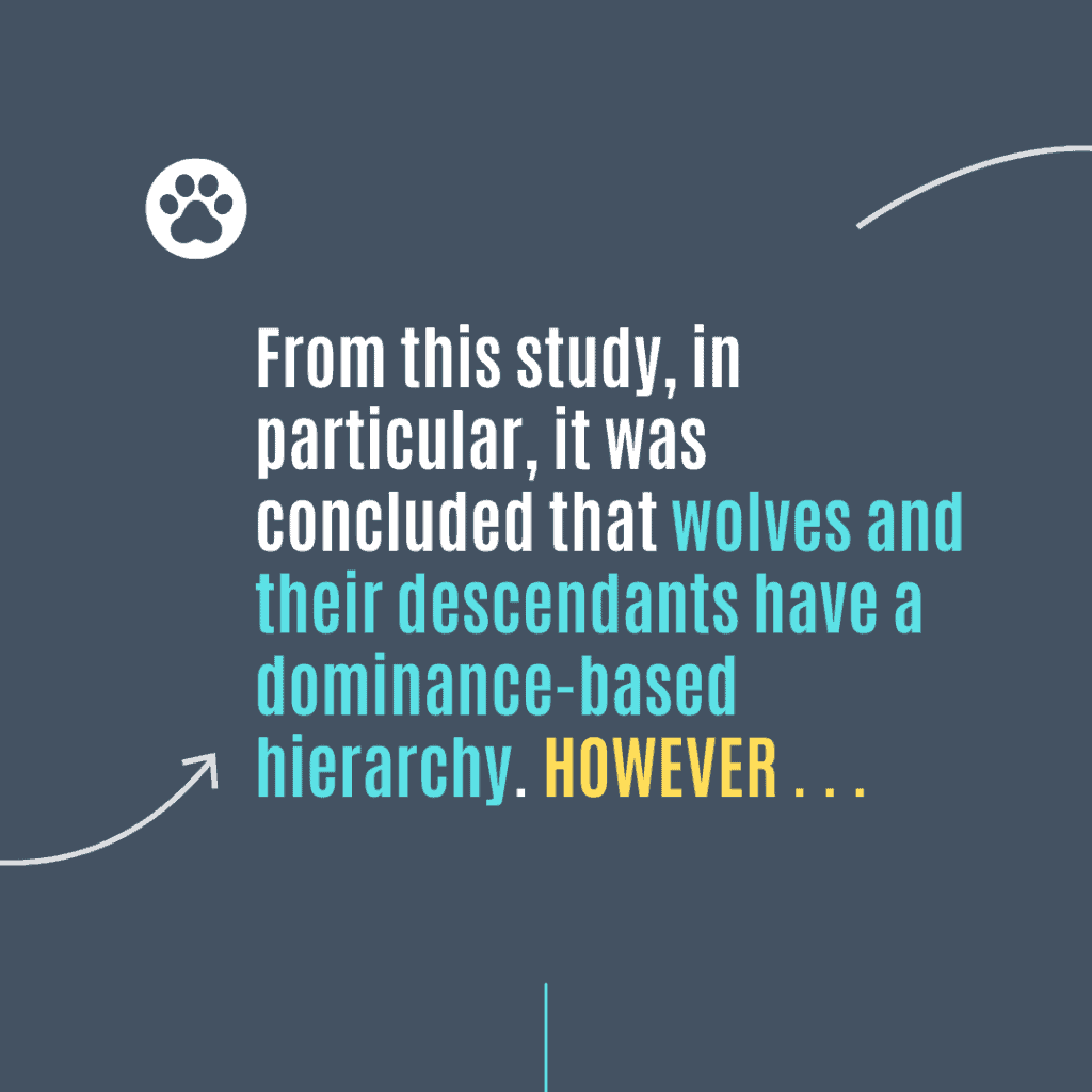 Alpha Dogs & Dominance Theory: Fact or Fiction? - Animal Welfare League ...