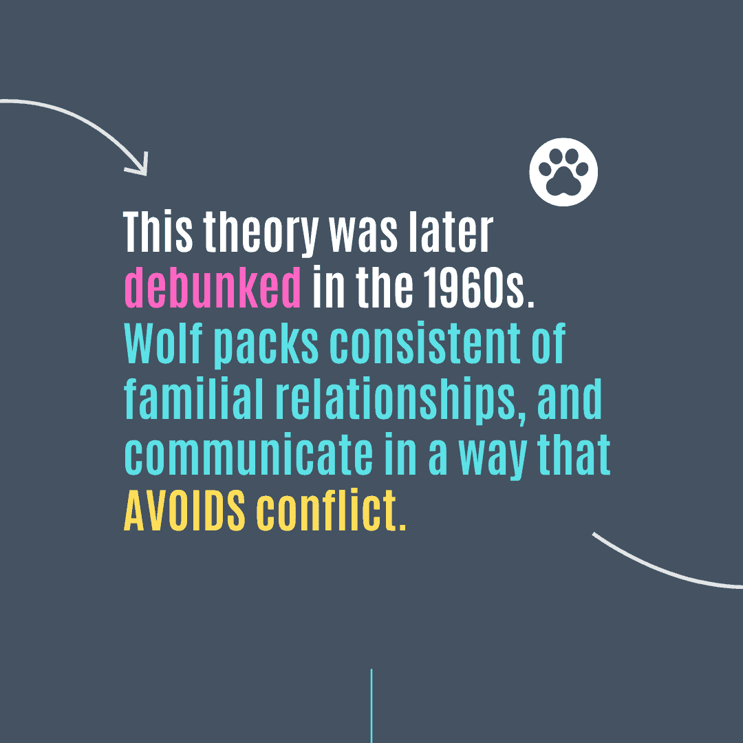 Alpha Dogs & Dominance Theory: Fact or Fiction? - Animal Welfare League ...
