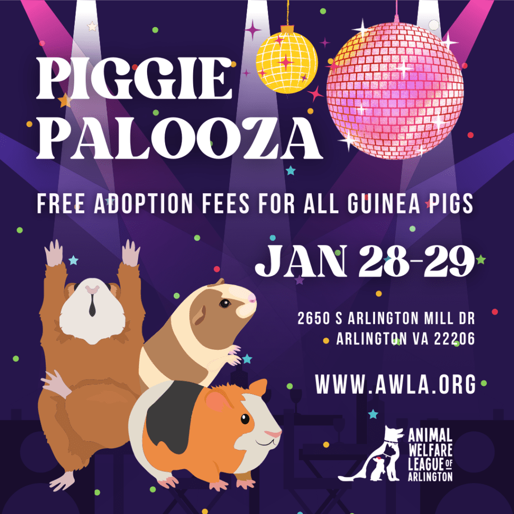Piggie Palooza Adoption Event - Animal Welfare League of Arlington
