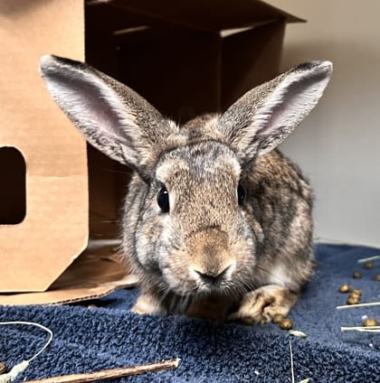 Small Animals - Animal Welfare League of Arlington