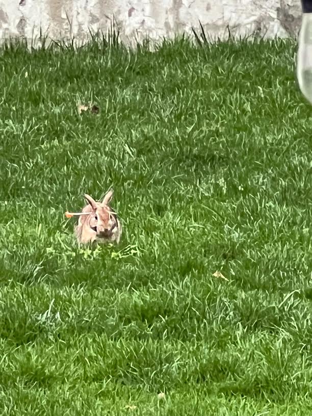 Rabbits Shot with Blow Darts in Arlington, VA - Animal Welfare League ...