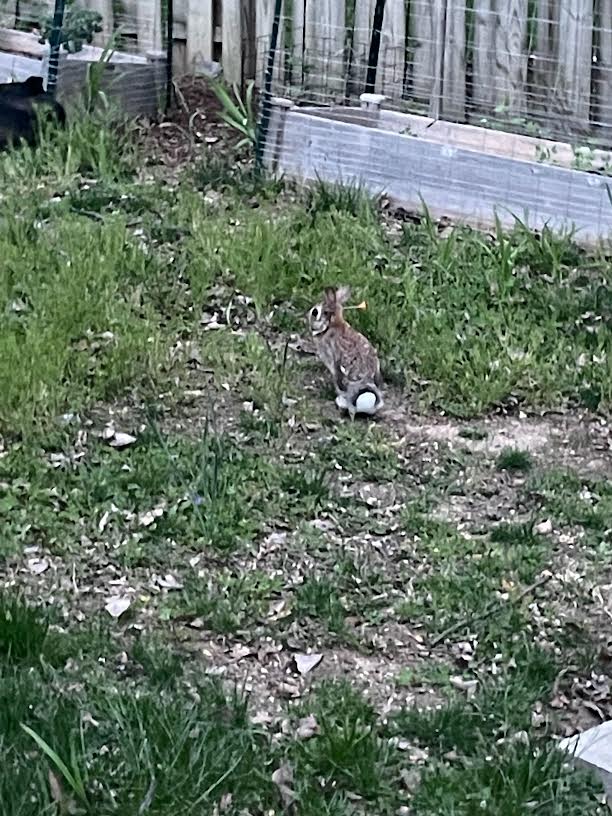 Rabbits Shot with Blow Darts in Arlington, VA - Animal Welfare League ...