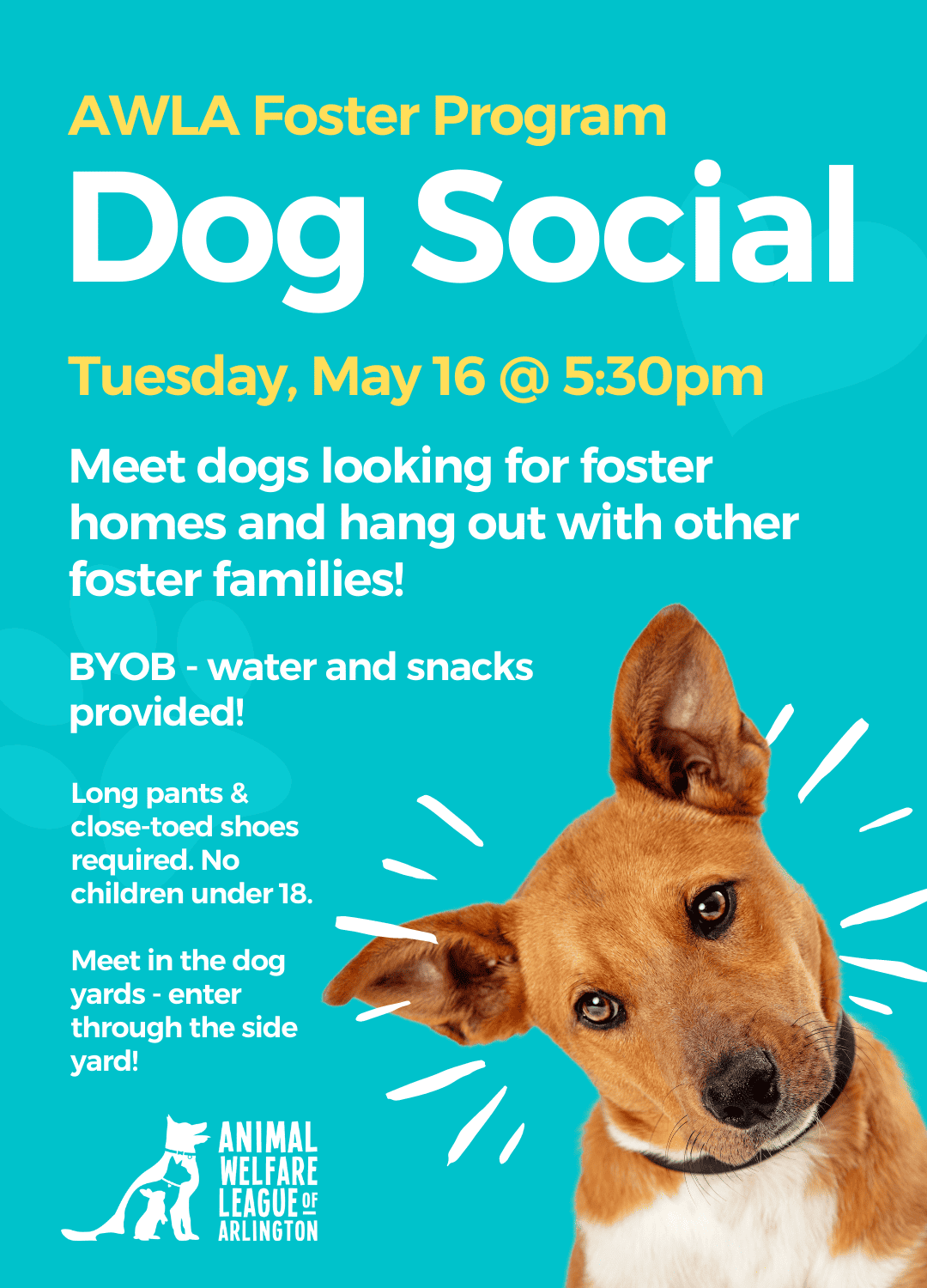 Foster Program: Dog Social - Animal Welfare League of Arlington