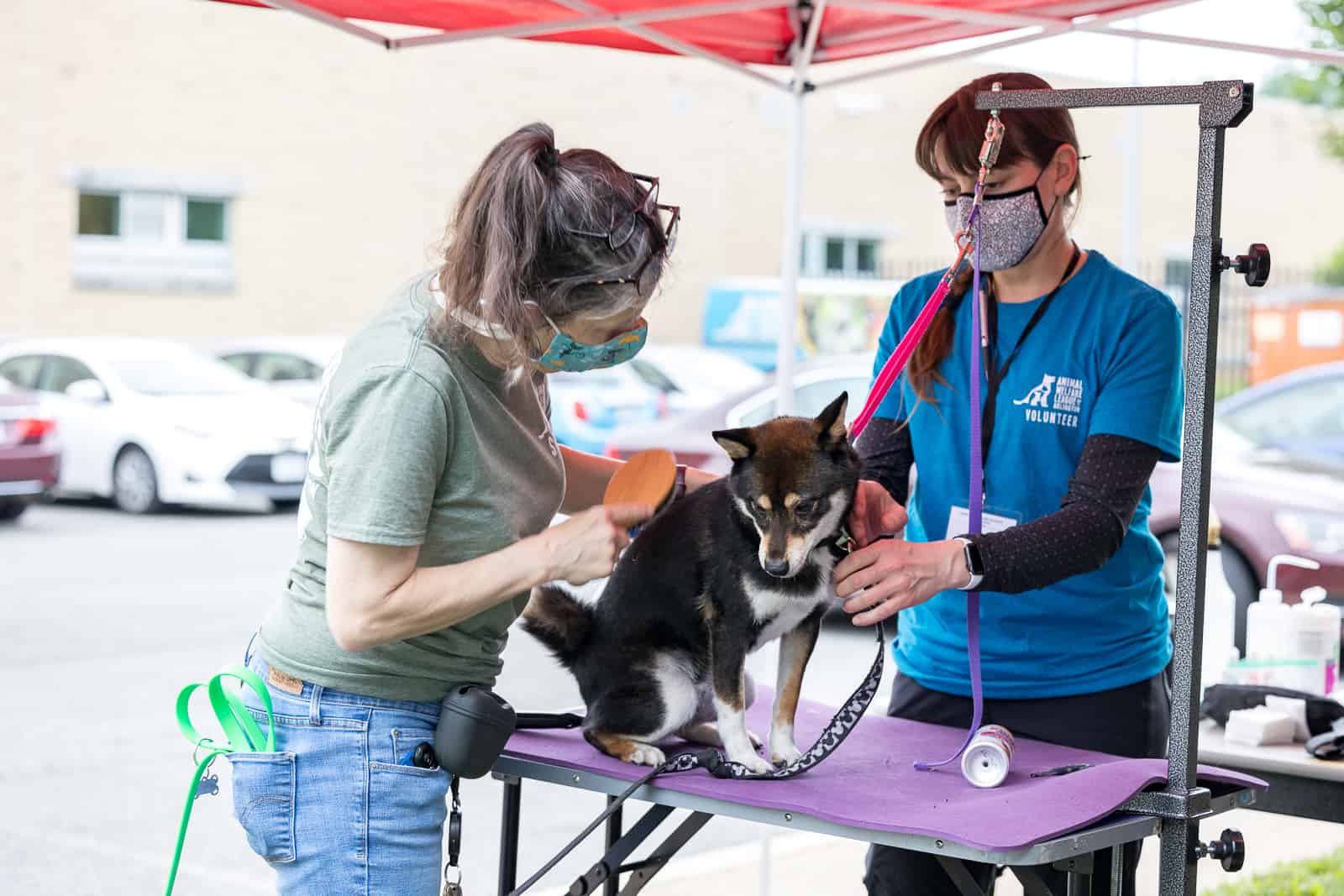 Transforming Lives through Love and Grooming - Animal Welfare League of ...