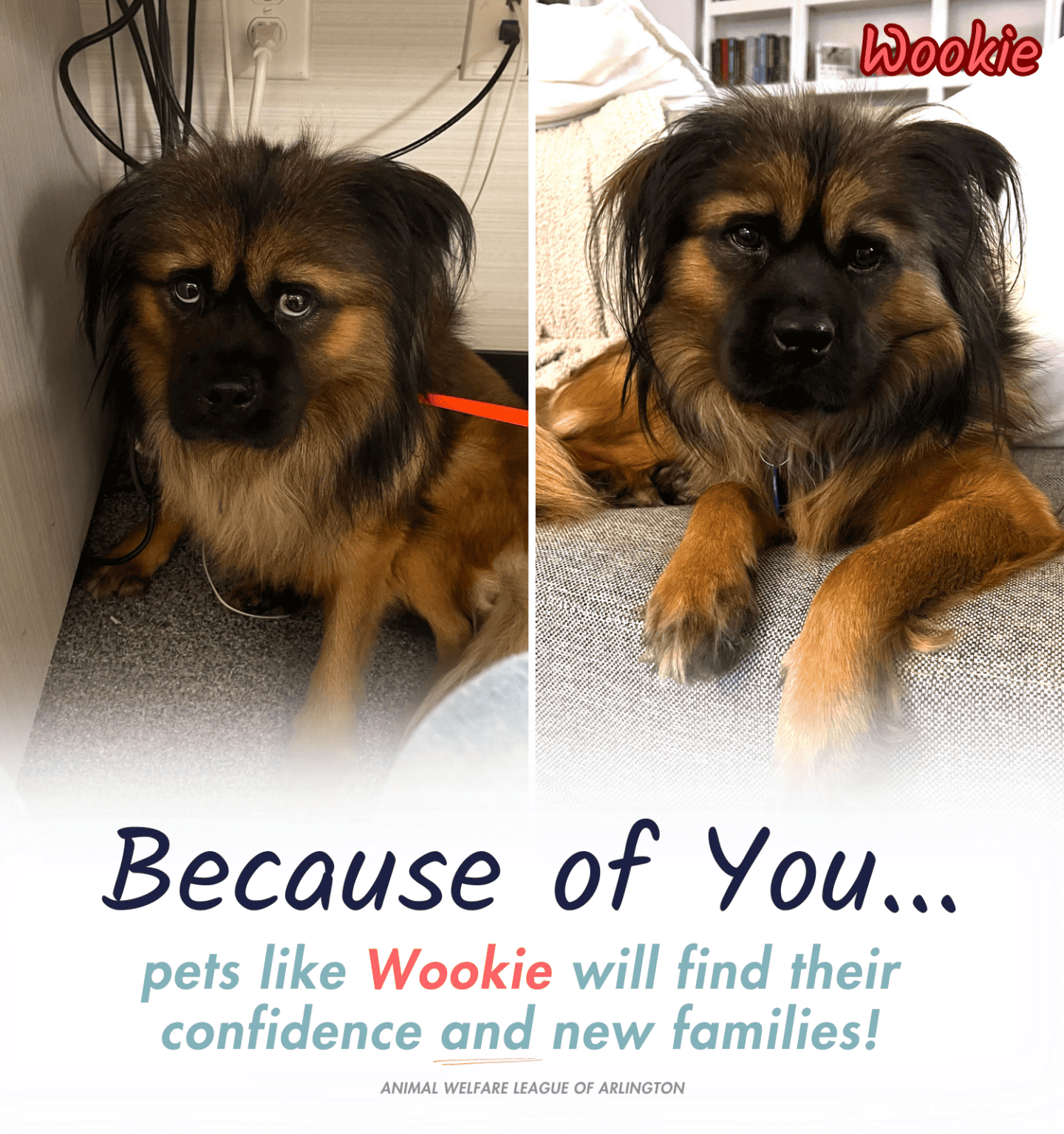Because of You, Wookie Found His Confidence - Animal Welfare League of ...