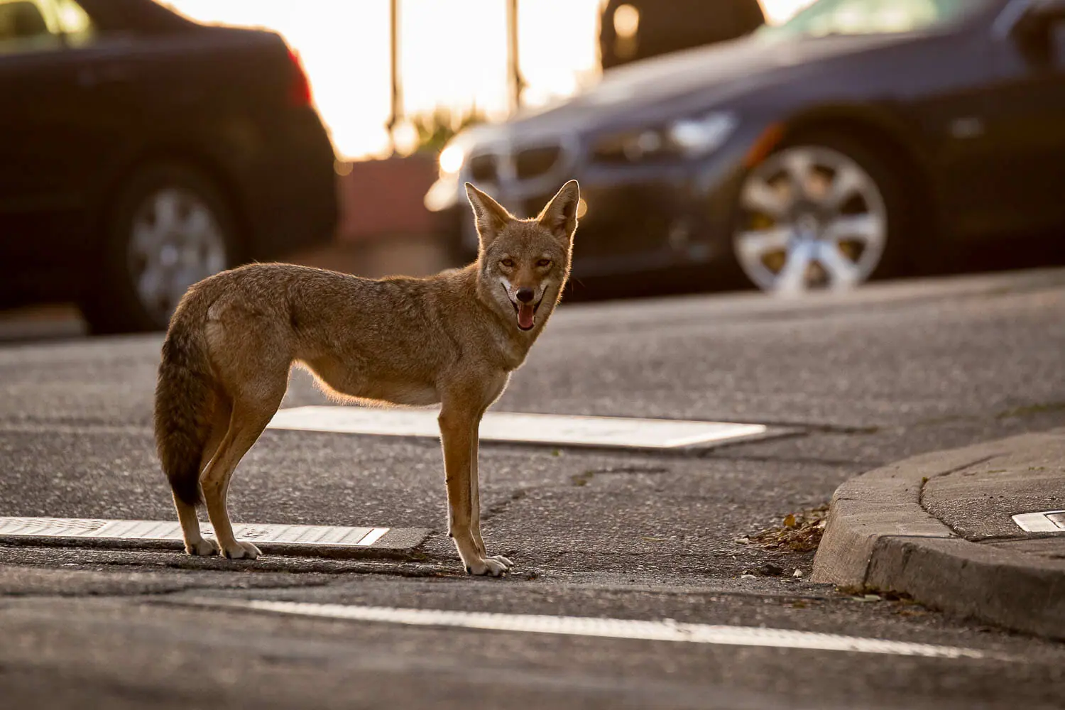 Urban Coyotes - Animal Welfare League of Arlington