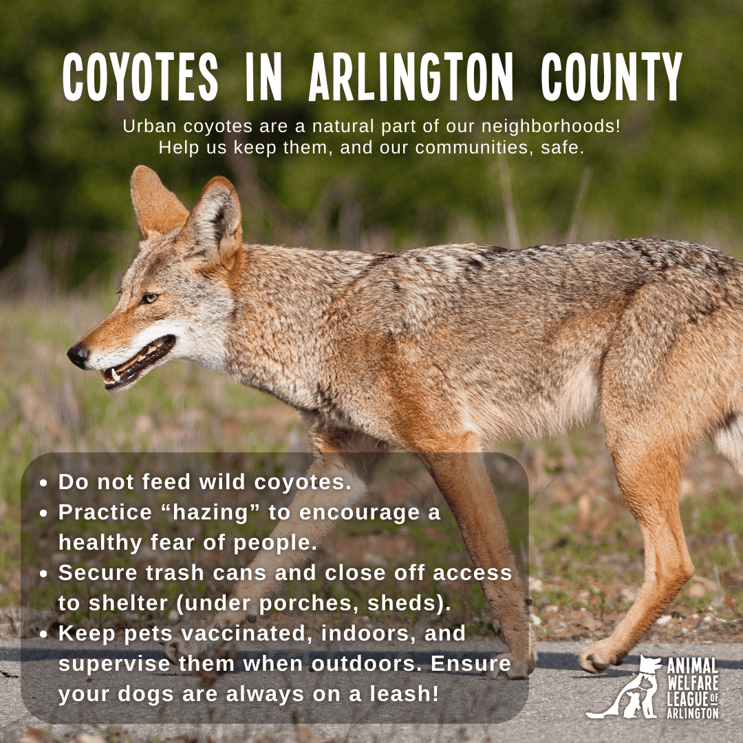 Urban Coyotes - Animal Welfare League of Arlington
