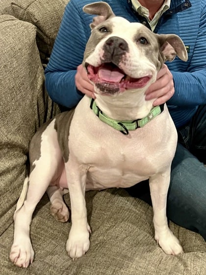 Dogs - Animal Welfare League of Arlington