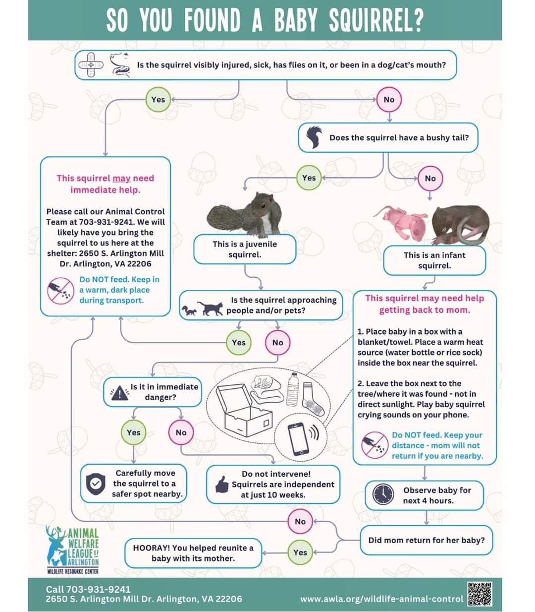What To Do If You Find A Baby Squirrel - Animal Welfare League of Arlington