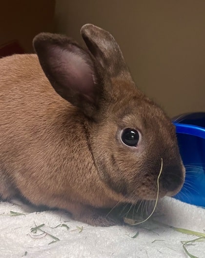 Small Animals - Animal Welfare League of Arlington