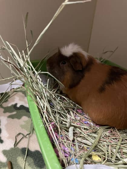 Small Animals - Animal Welfare League of Arlington