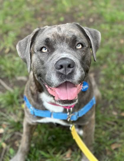 Dogs - Animal Welfare League of Arlington