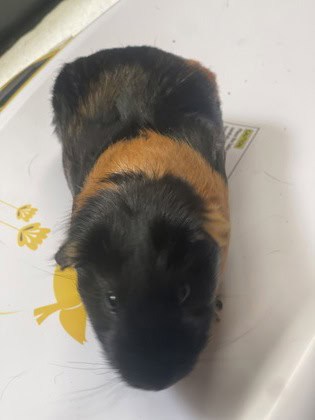 Small Animals - Animal Welfare League of Arlington