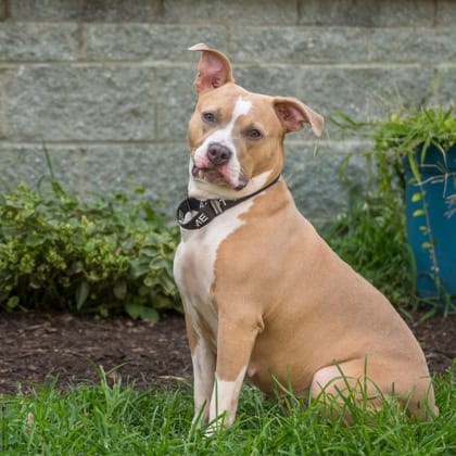 Dogs - Animal Welfare League of Arlington