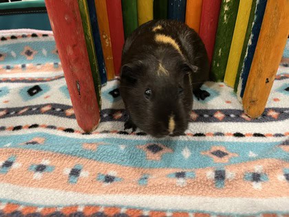 Small Animals - Animal Welfare League of Arlington