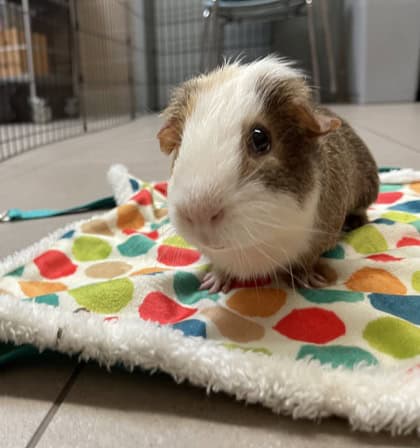 Small Animals - Animal Welfare League of Arlington