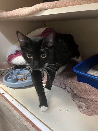 Cats - Animal Welfare League of Arlington