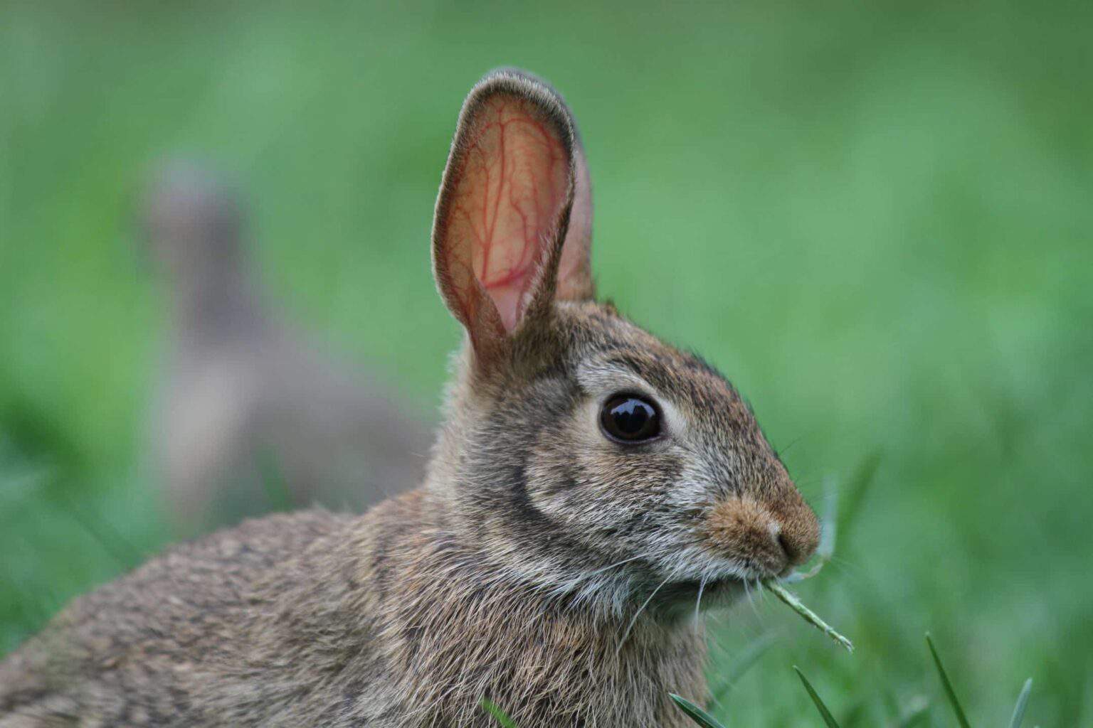 Eastern Cottontail Rabbit - Animal Welfare League of Arlington