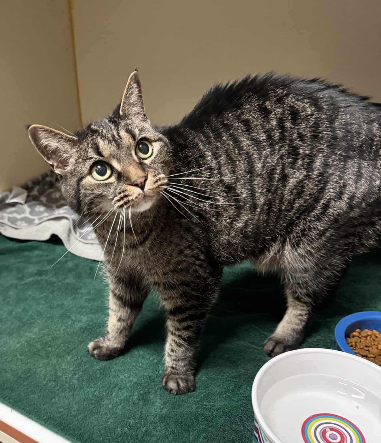 Cats - Animal Welfare League of Arlington