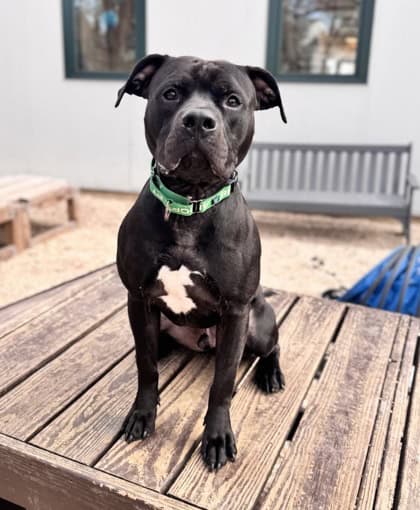 Dogs - Animal Welfare League of Arlington