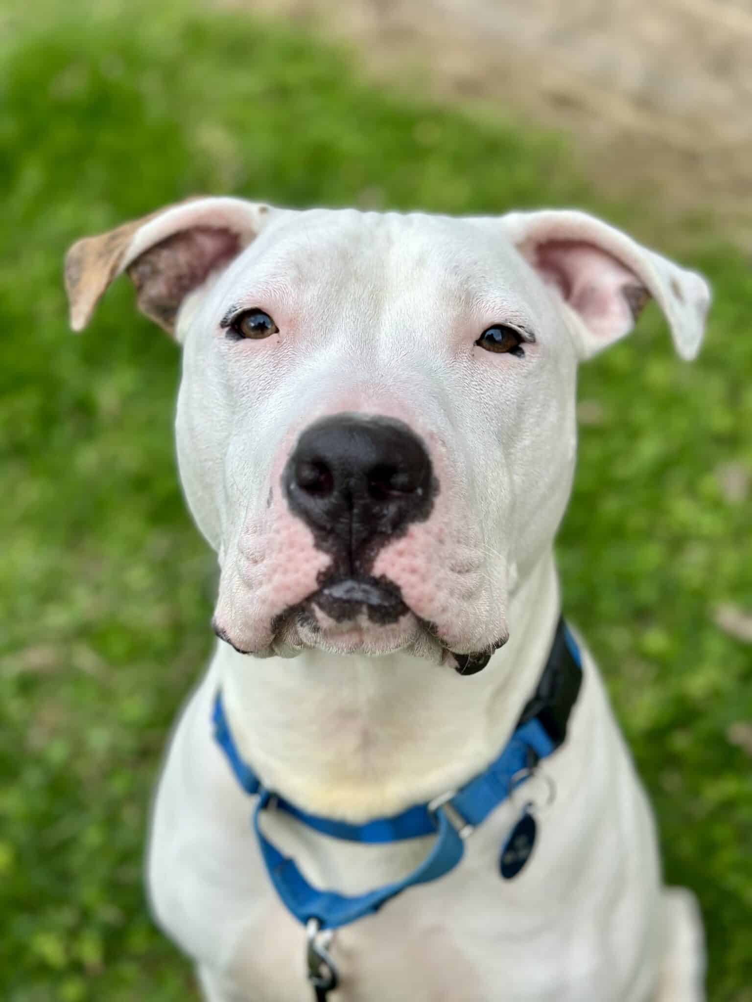 Dogs - Animal Welfare League of Arlington